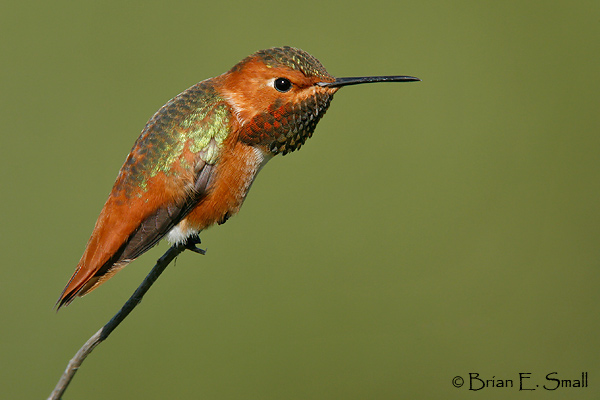 Brian E. Small Bird Photography