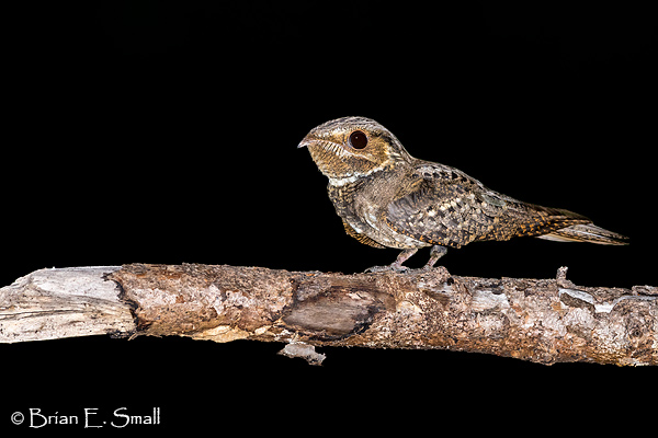 Brian E. Small Bird Photography