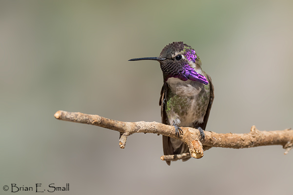 Brian E. Small Bird Photography