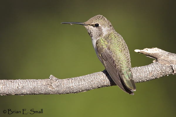 Brian E. Small Bird Photography