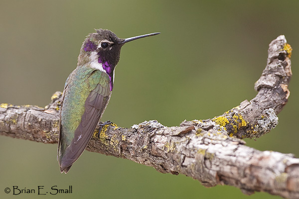 Brian E. Small Bird Photography
