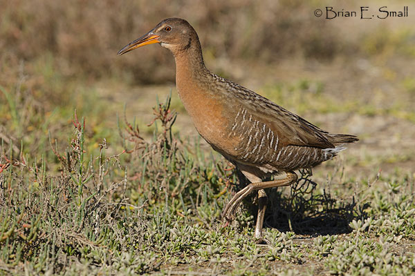 Brian E. Small Bird Photography