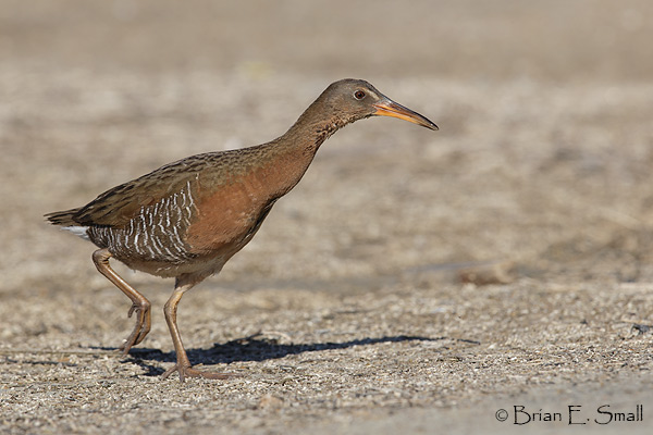 Brian E. Small Bird Photography