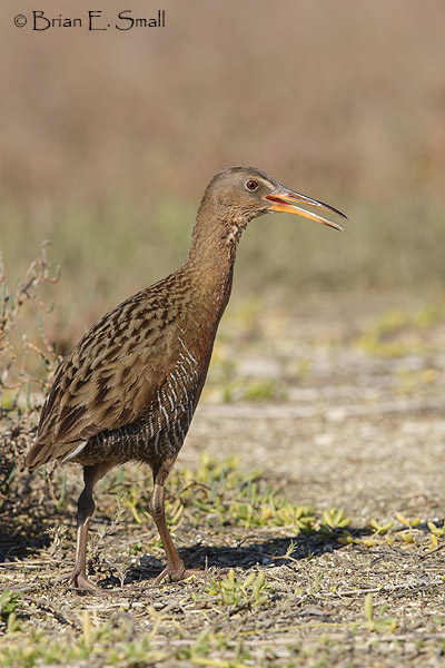 Brian E. Small Bird Photography